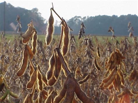 Virginia Soybean Yield Contest Results Announced Virginia Ag Pest And