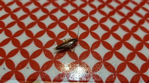 Is This A Cockroach Rwhatisthisbug