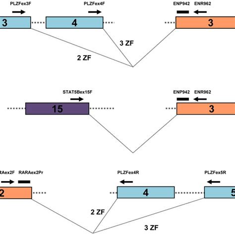 Identification Of Stat5b Rara Fusion Underlying Apl In Upn6 With Download Scientific Diagram