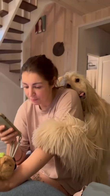 I Cant Find My Old Post About Animals That Look L Tumbex