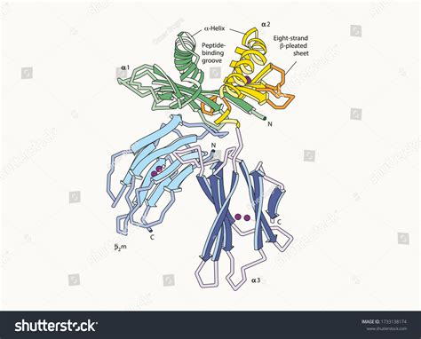 Diagrammatic Structure Class Hla Molecule Medical Stock Vector Royalty Free 1733138174