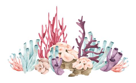 Seaweeds Underwater Ocean Plants Sea Coral Elements Watercolor Illustration 11286620 Png