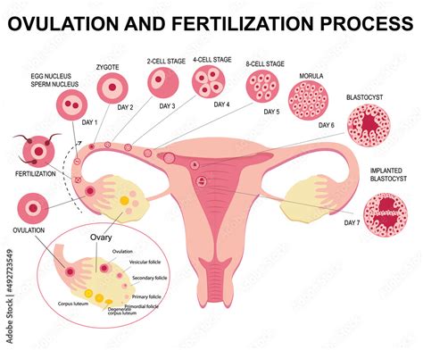 Flat Illustration Of Stages Of Ovulation And Fertilization Of Female