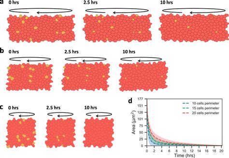 Extrusion Capacity Is Dependent On Tissue Curvature A Apical Download Scientific Diagram