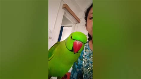 Payrot Songs Shortvideo Viralvideo Youtubeshorts Youtube