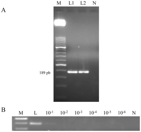 Pcr Verification And Detection Limit A Pcr Verification Of Expected Download Scientific