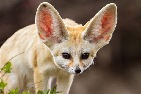Fox Species Evolution Of Foxes In The Absence Of Other Canids Large