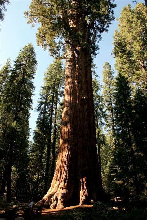 世界最高的树巨树上的树1000米大山谷图库