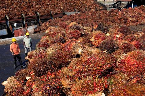 ស្តុកប្រេងដូងម៉ាឡេស៊ីហក់ឡើងខ្លាំងមិនធ្លាប់មានក្នុង ពេល ៤ ខែ Ams Central