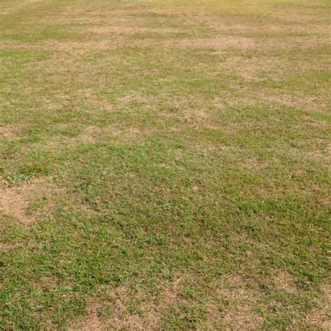 The Complete Guide To Brown Patch In Lawns Gecko Green Lawn Care