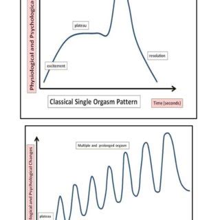 Anatomical Placement Of The Clitoral Complex In Relation To The Vagina