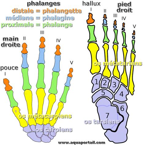 Phalangine Définition Et Explications