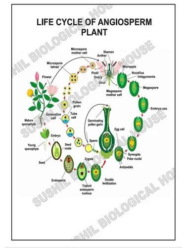 Life Cycle Angiosperm Plant Chart At ₹ 175 Piece विज्ञान के लिए चार्ट