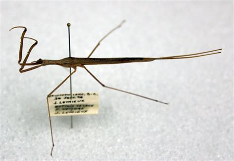 Hemiptera Heteroptera Aquatic Families Unbc Biol 322 Entomology