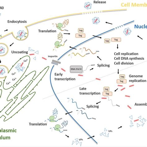 Schematic Representation Of The Sv40 Genome Sv40 Dna Is Made Up Of