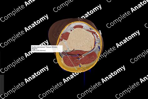 Subcutaneous Tissue Knee Right Complete Anatomy