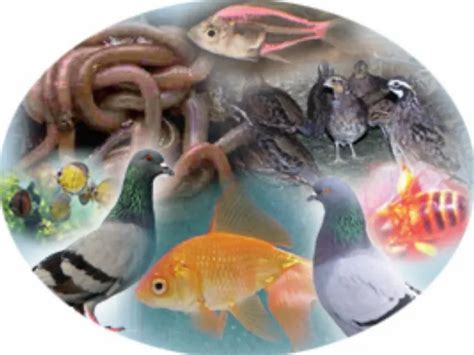 Ecotoxicity Service In Pune Id 20365768288