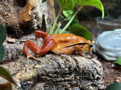 Ios 16 1 Beta Allows For The Dynamic Island To Be Pulled Down With Reachability R Iphone