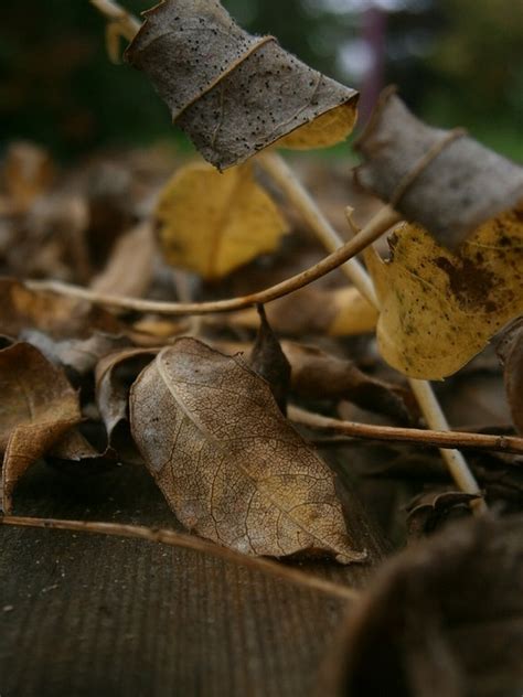 Fall Leaves Autumn Dried Free Photo On Pixabay Pixabay