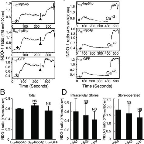 A Schematic Representation Of The Functional Domains Of Erm Proteins