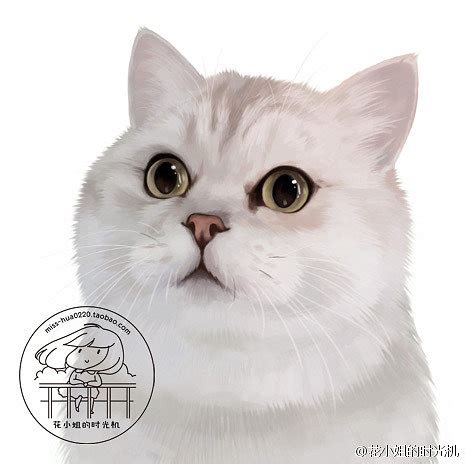 猫咪戴眼镜头像霸气 戴眼镜的霸气猫图片 伤感说说吧