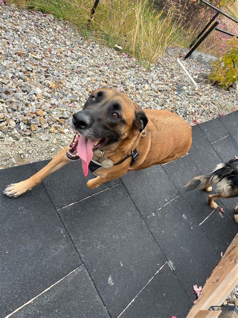 Dogs Without Tags Around Sexsmith And Mail Rd Rkelowna