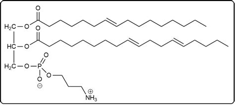 Draw The Phosphoglyceride That Has The Following Groups Attached