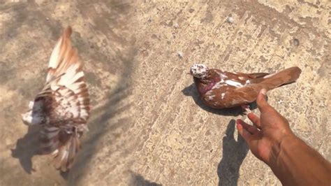 হটাৎ করেই তুড়িবাজ কবুতরটি অসুস্থ হয়ে গেলো Youtube