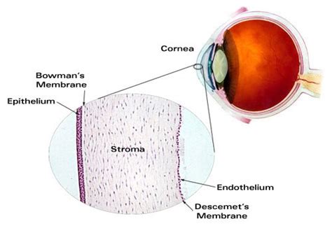 Major Ocular Structures Layers Of The Eye Laramy K Independent
