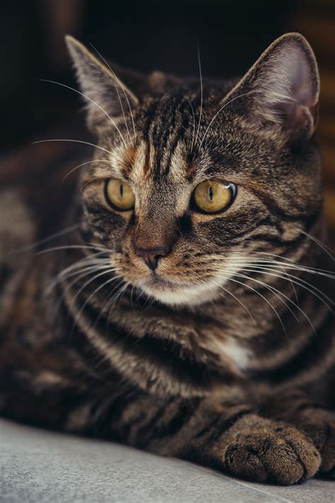 5 Surprising Benefits Of Cat Ownership Project Pawsitivity