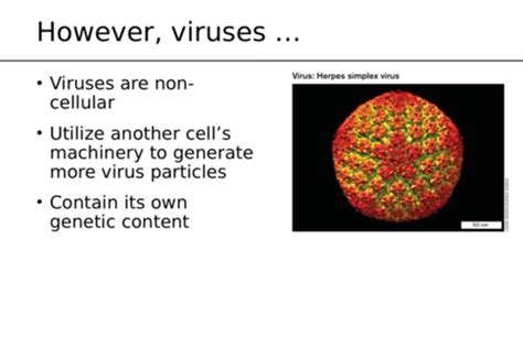 Biol 315 Lecture 1 Exam 1 Flashcards Quizlet