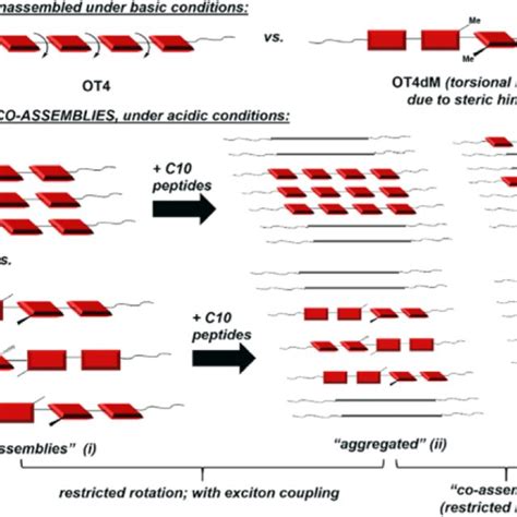 Schematic Illustration Of The Possible Outcomes Of Peptide Co Assembly