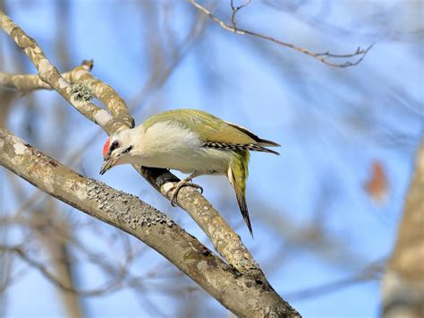 冬の鳥さんたち 89 GANREF