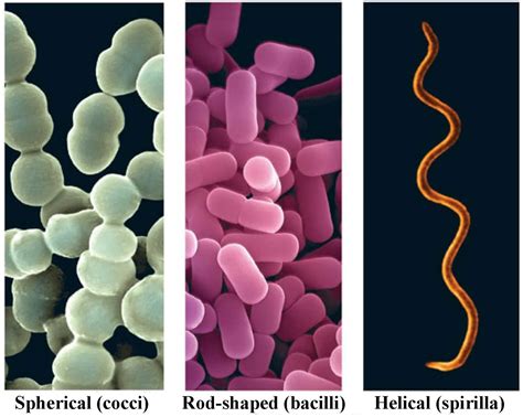 Cocci Shaped Bacteria Examples