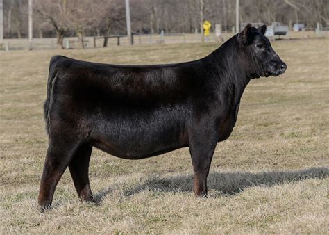 Dameron Angus Spring Sale The Pulse