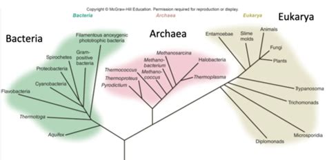 Ch 10 Identifying And Classifying Microorganisms Flashcards Quizlet