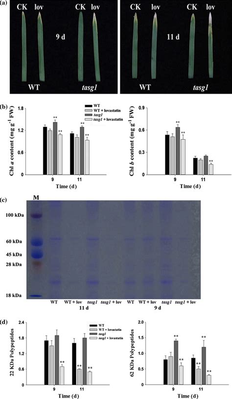 Effect Of Lovastatin Lov Ck Inhibitor Treatment On The Chlorophyll