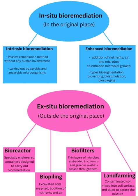 Bioremediation And Phytoremediation By Sachins Biology