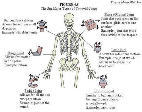 3 Types Of Joints And Examples Of Each
