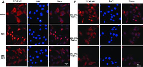Immunofluorescence Analysis Of Nuclear Translocation Of P65 In Mac T