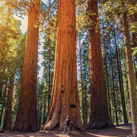 6 Famous North American Trees You Need To See National Parks Tree
