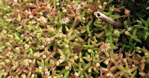 Monanthes Anagensis Praeger 1925 Pelotilla De Anaga