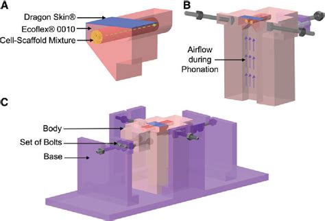 Figure 1 From A Flow Perfusion Bioreactor System For Vocal Fold Tissue Engineering Applications