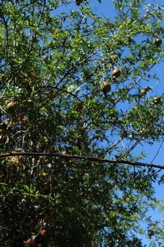 석류나무 Punica Granatum Picturethis