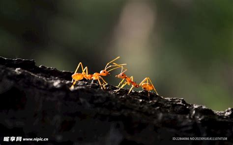 蚂蚁摄影图 昆虫 生物世界 摄影图库 昵图网