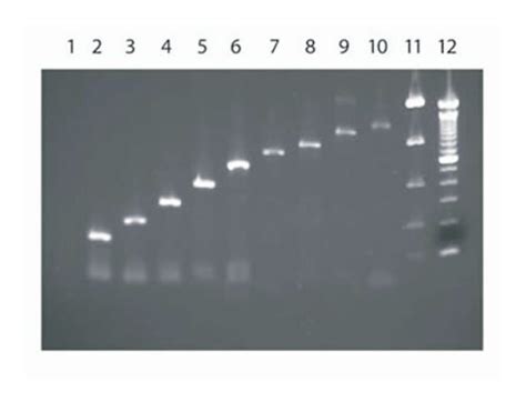 Invitrogen Purelink Ffpe Rna Isolation Kit Mini Scale 50 Preps Life