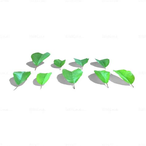 Cherry Leaves 3d Model