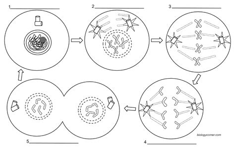 Mitosis Coloring Biology Libretexts