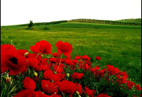 Мак Природа Червоні картинка на робочий стіл Безкоштовні ТОП фото