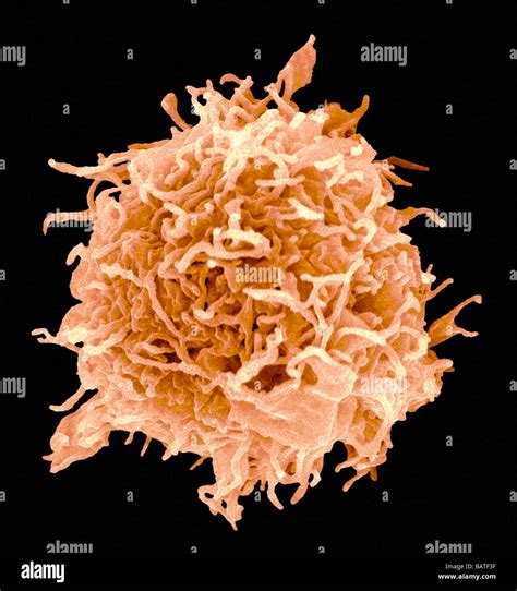 Electron Microscope Eukaryotic Cell Micropedia